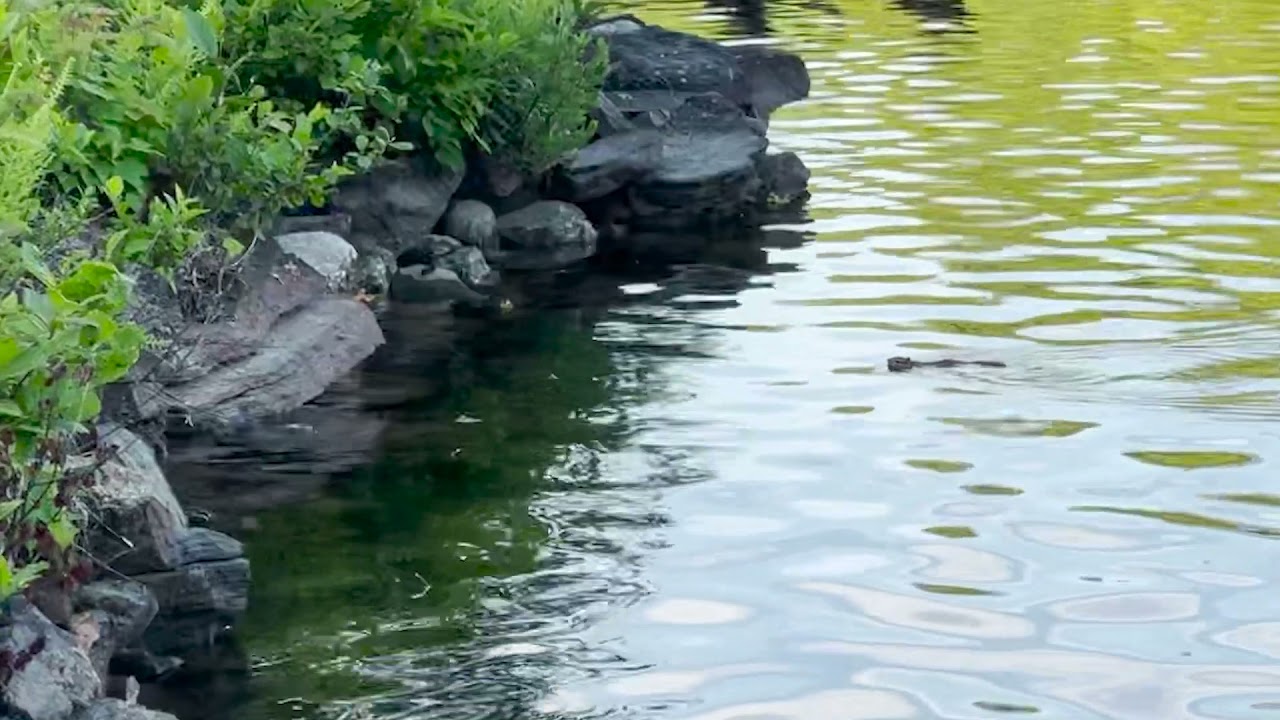 Chipmunk Swimming - Who knew?!! - YouTube