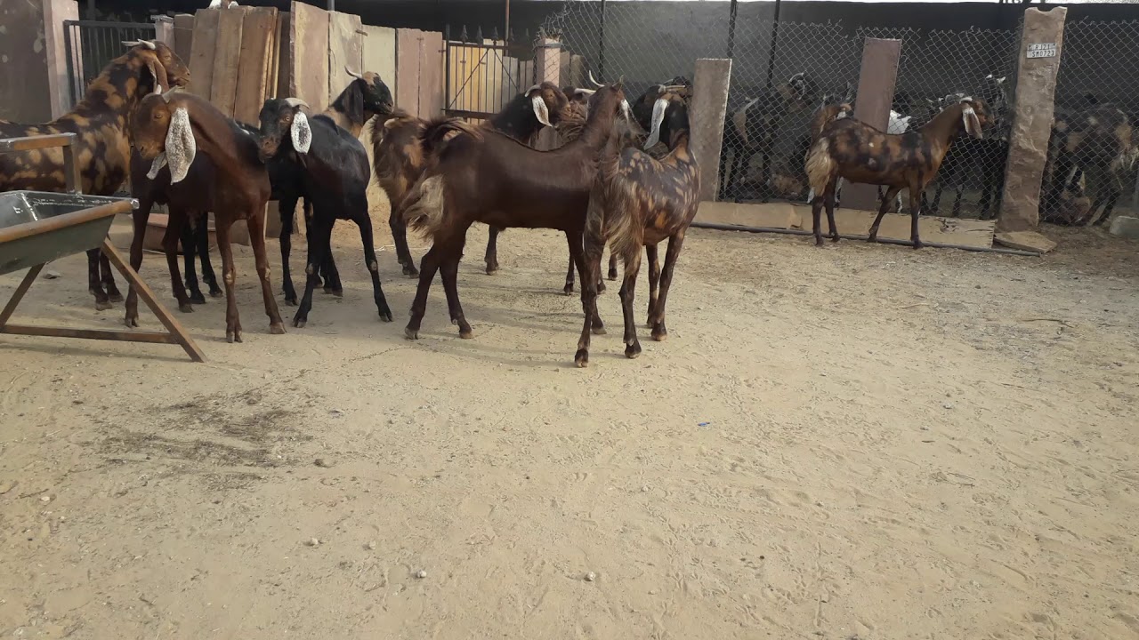 Jai.mata.ji.goats.farm.peeh,RAJASTHAN sirohi kashi bakara available 350 ...