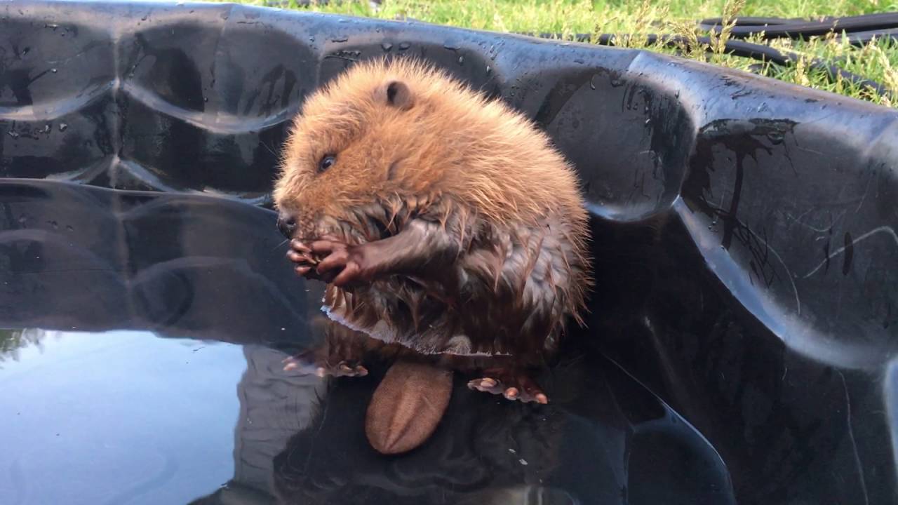 AIWC Baby Beaver Patient July 2016 - YouTube