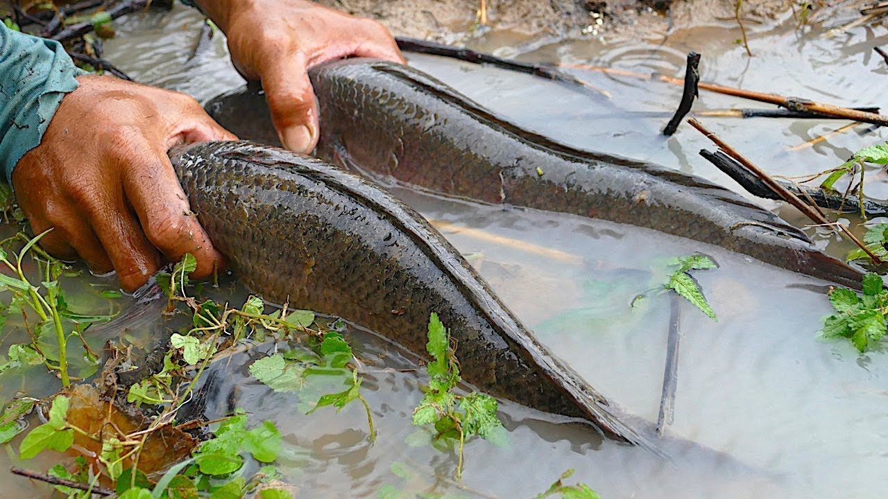 Amazing - Cambodia Catching A Lot Fish - Best Catching Fish - Dry ...