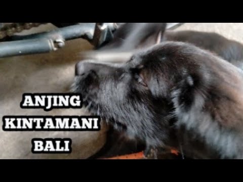 ANJING KINTAMANI LUCU ASLI BALI - YouTube