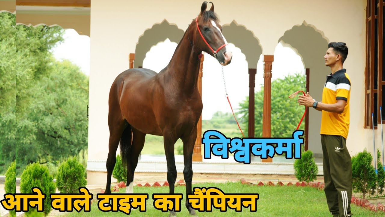 Beautiful Colt Vishwakarma Sire By Dilbaag || Marwari Horse - YouTube
