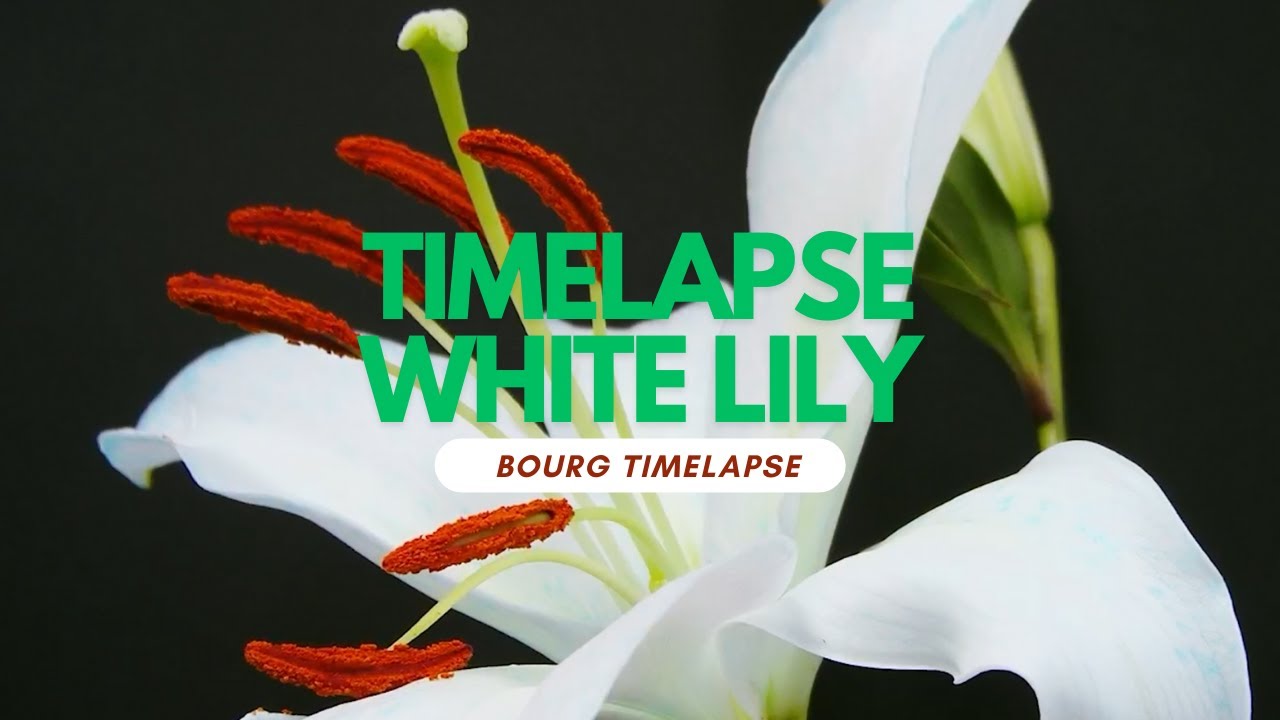 Timelapse of a Blooming Lily with Splash of Red - YouTube