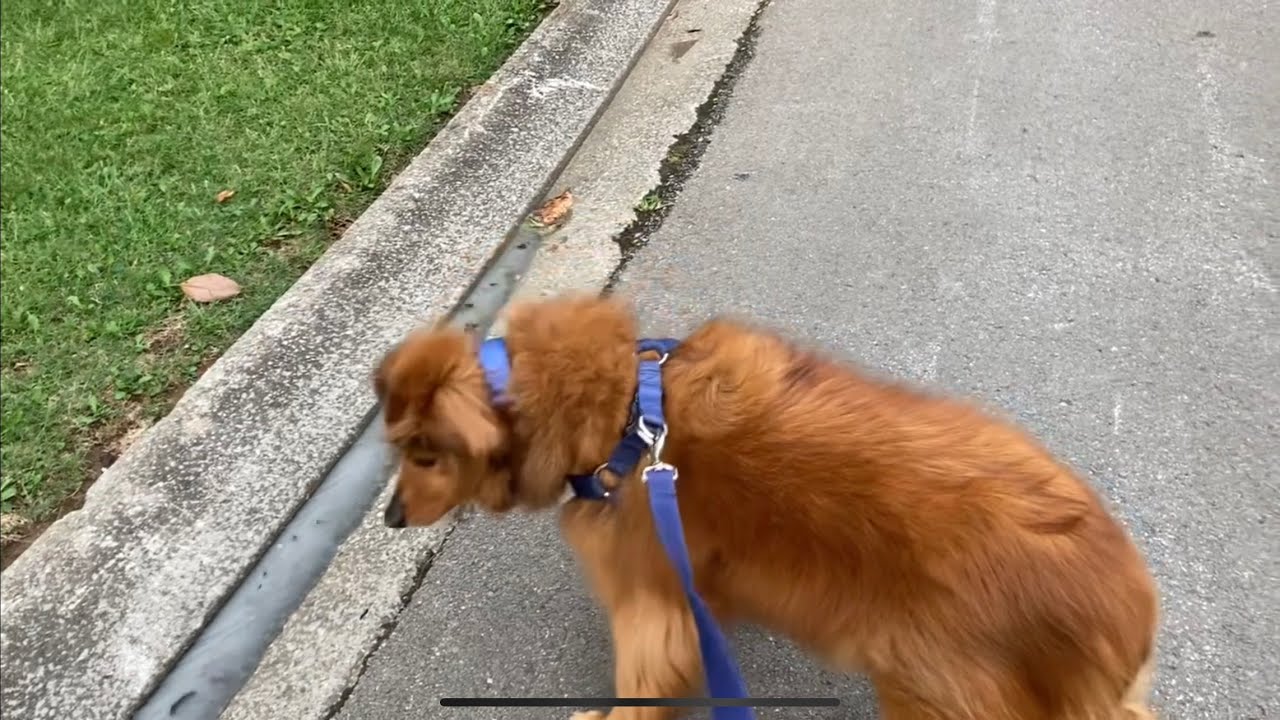 Super Sleuth Dog Investigstes - YouTube