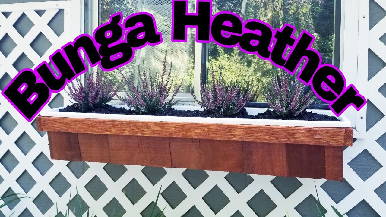 Tanam bunga heather di Amerika #indonesiavlogger # - YouTube