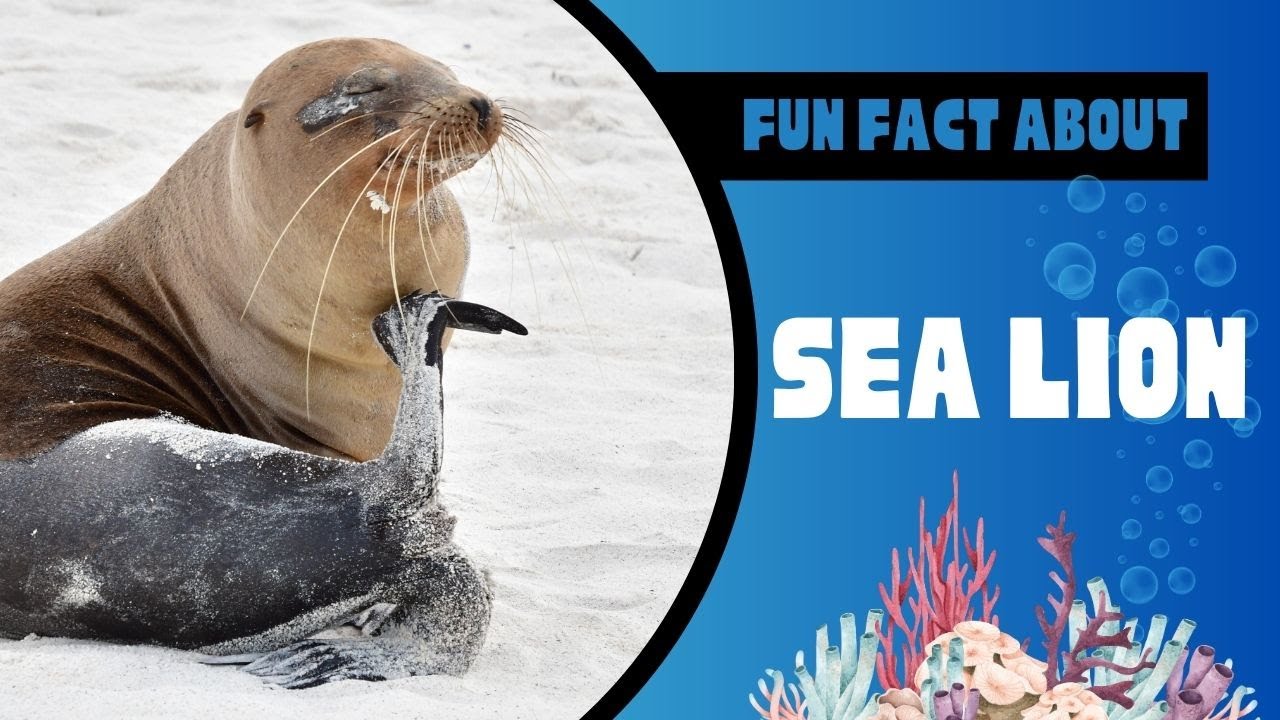 Discover 5 Fascinating Fun Facts about Sea Lions - YouTube