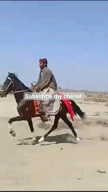 pakistan champion first class horse Muqadar #horse training # - YouTube