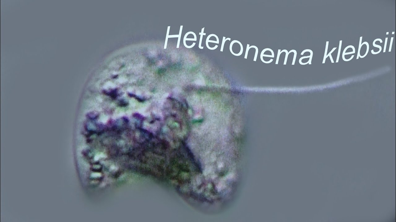Heteronema klebsii - YouTube