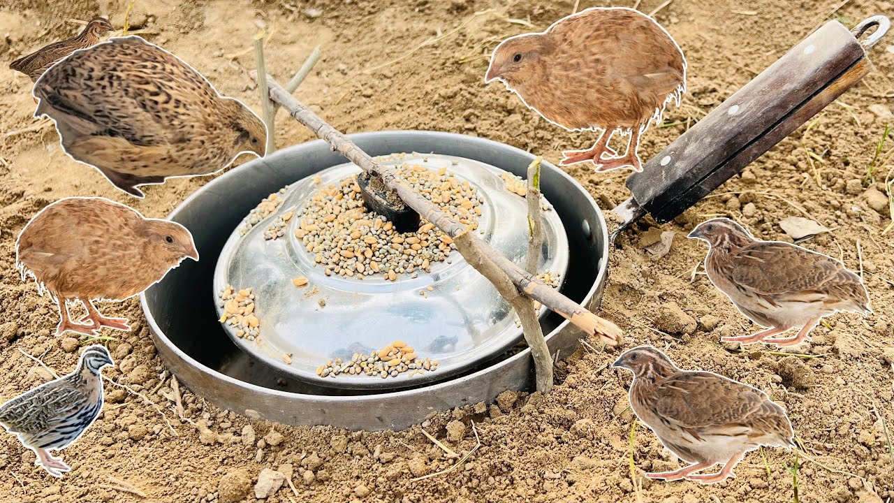 Quail Birds Trap Using Pot With Pot Cover | Quail Birds Trap | @ABTraps ...