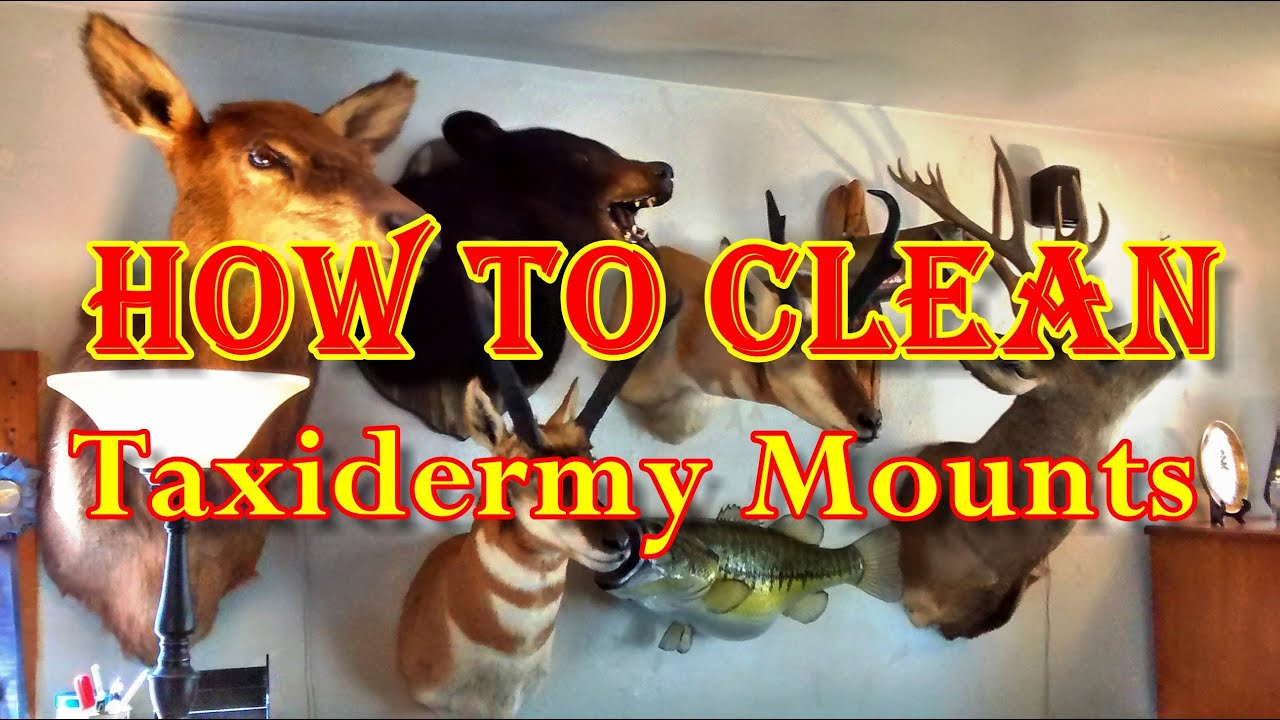 How To Clean Taxidermy Mounts YouTube How To Clean Taxidermy Mounts YouTube