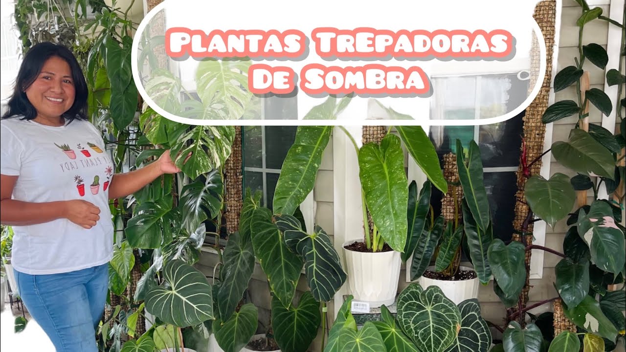 10 PLANTAS TREPADORAS QUE VIVEN BIEN EN SOMBRA - YouTube