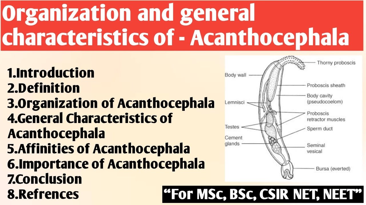 Organization and general characteristics of Acanthocephala | Affinities ...