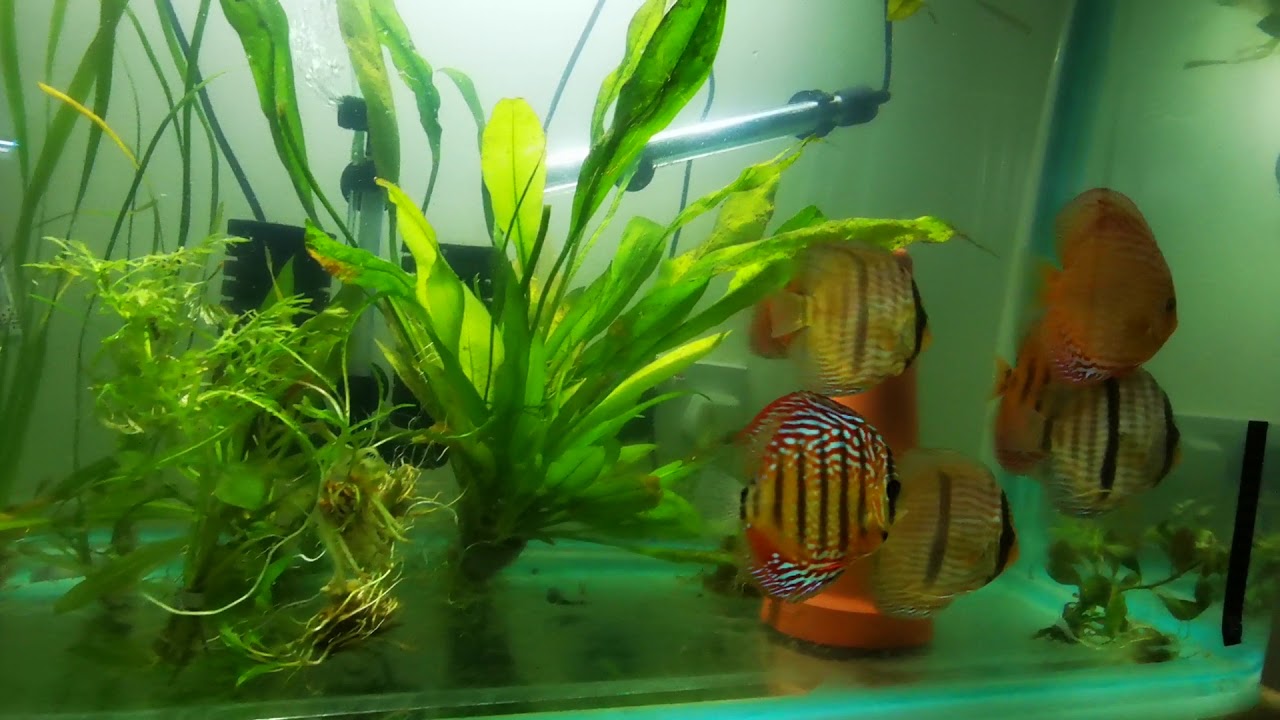 Wild Heckle discus and F1wild royal red cuipeua Dec 2020 - YouTube