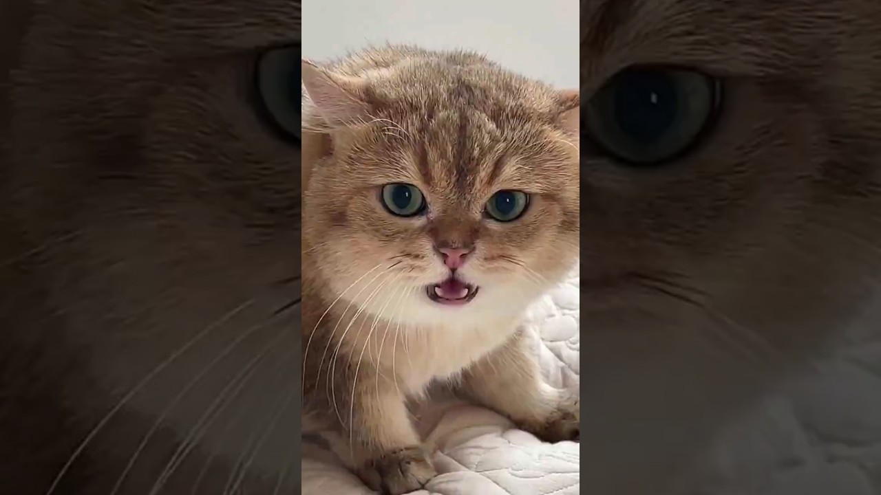 WUPPLES® Pets (Christmas Cats 13) - YouTube