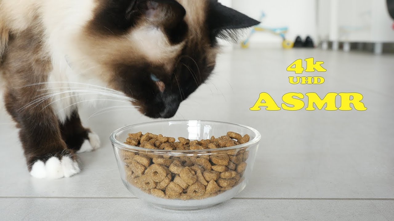 ASMR - CAT eats and makes sounds - YouTube
