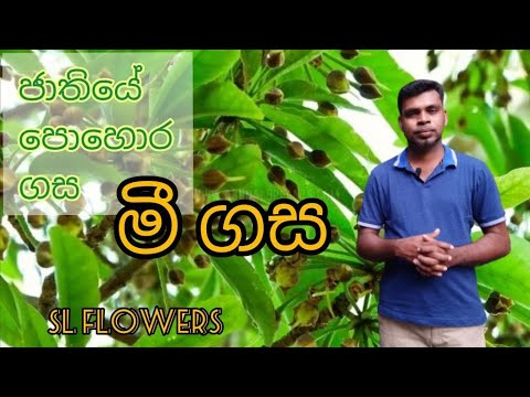 mee Tree | ජාතියේ පොහොර ගස | මී ගස - YouTube