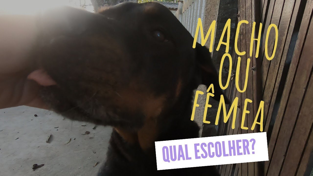 MACHO OU FÊMEA, QUAL ESCOLHER? - YouTube