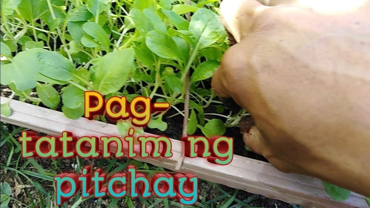 paano mag tanim ng pitchay - YouTube
