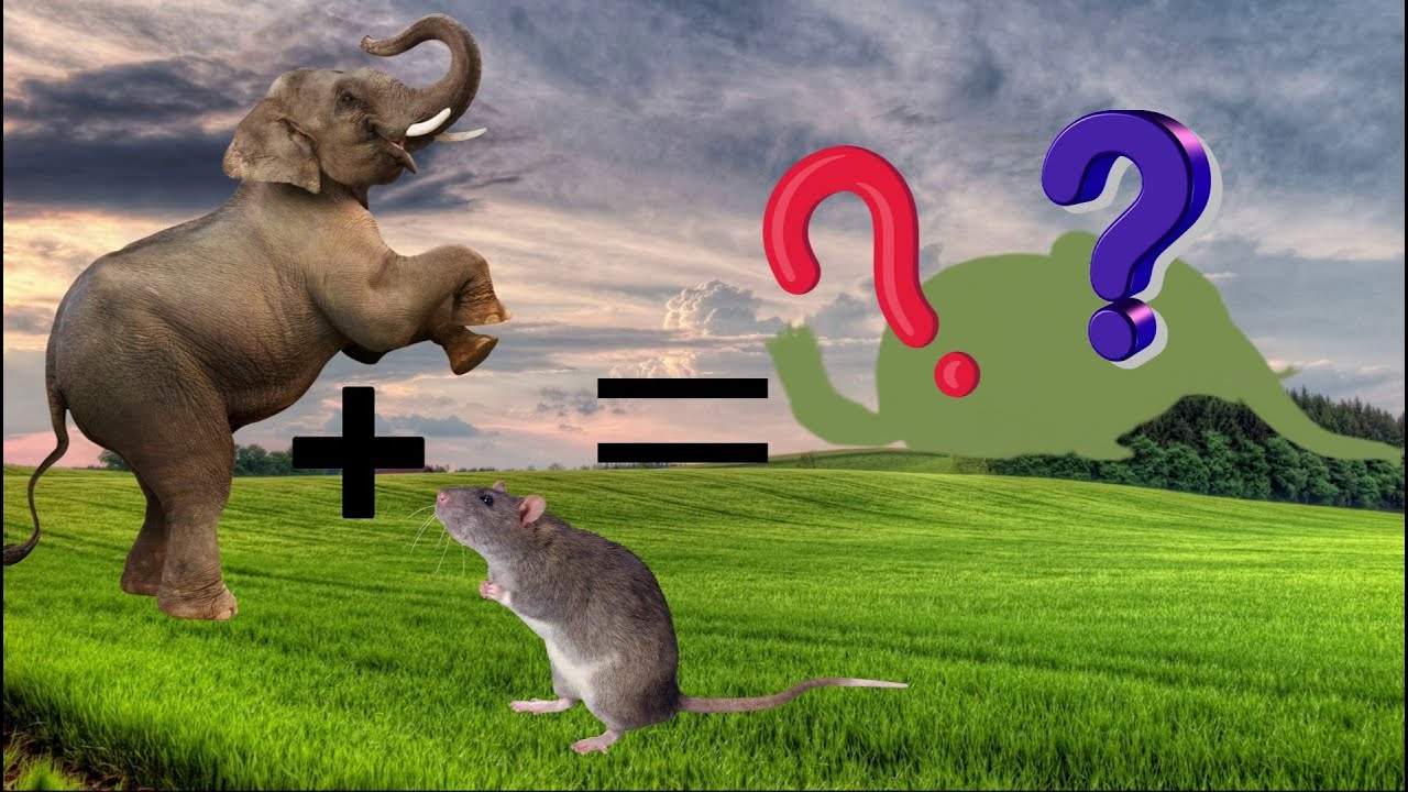 Elephant + Mouse =Dancing elephant mouse.Meme - YouTube
