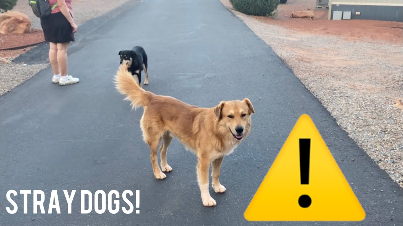 Stray Dogs Beware! 🐶⚠️ - YouTube