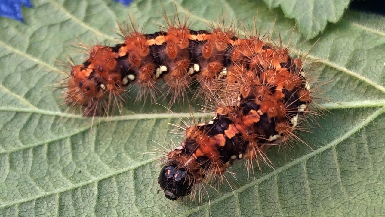 Jersey Tiger caterpillar - May 2020 - YouTube