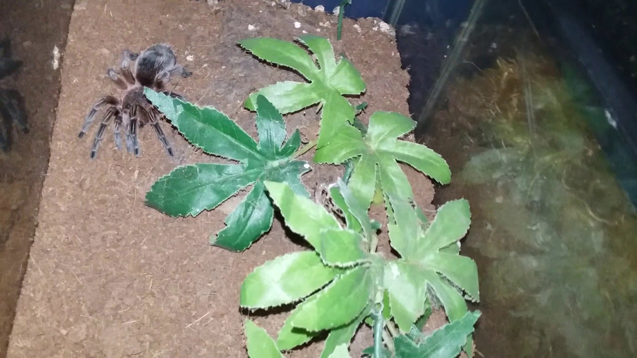 Feeding my Chilean Copper Tarantula - YouTube