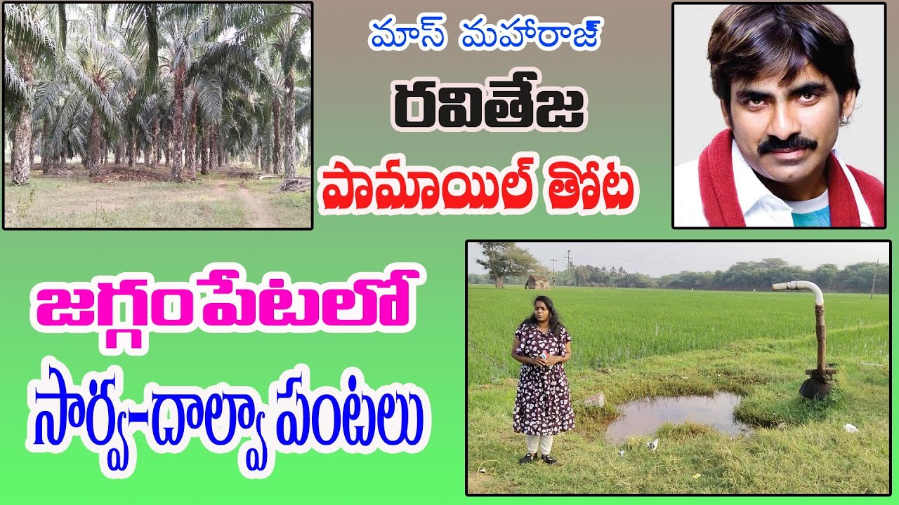 Hero Raviteja Palmoil Garden in Jaggampeta | sarva and dalva Crops ...