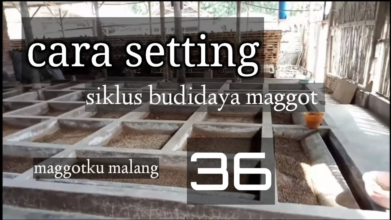 cara setting siklus maggot bsf - YouTube