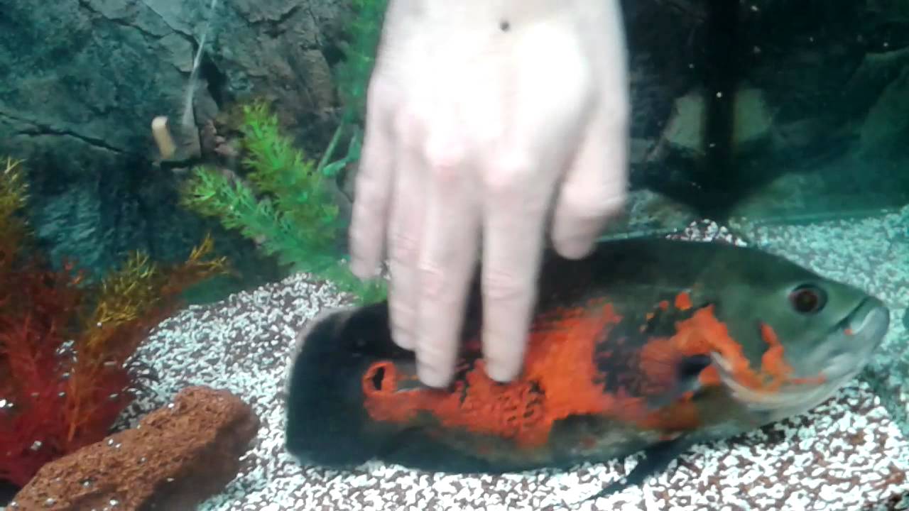 Pesce oscar coccolone - YouTube