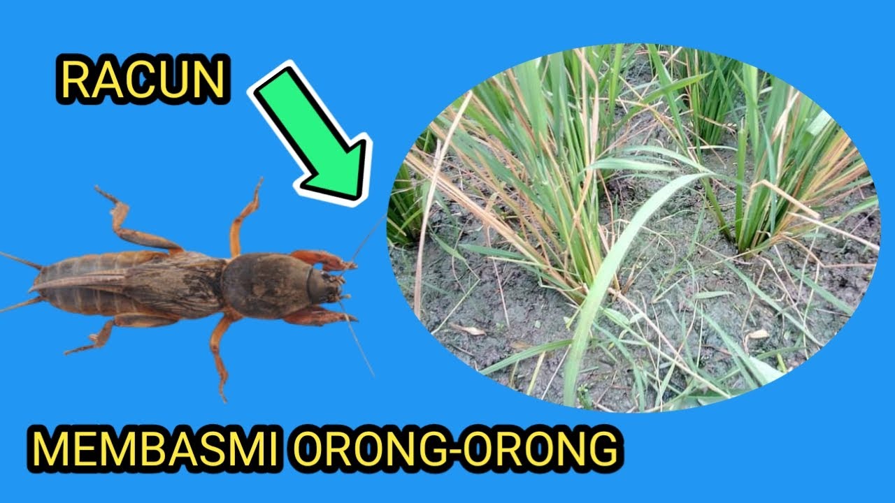 cara membasmi hama orong-orong || racun orong2 - YouTube