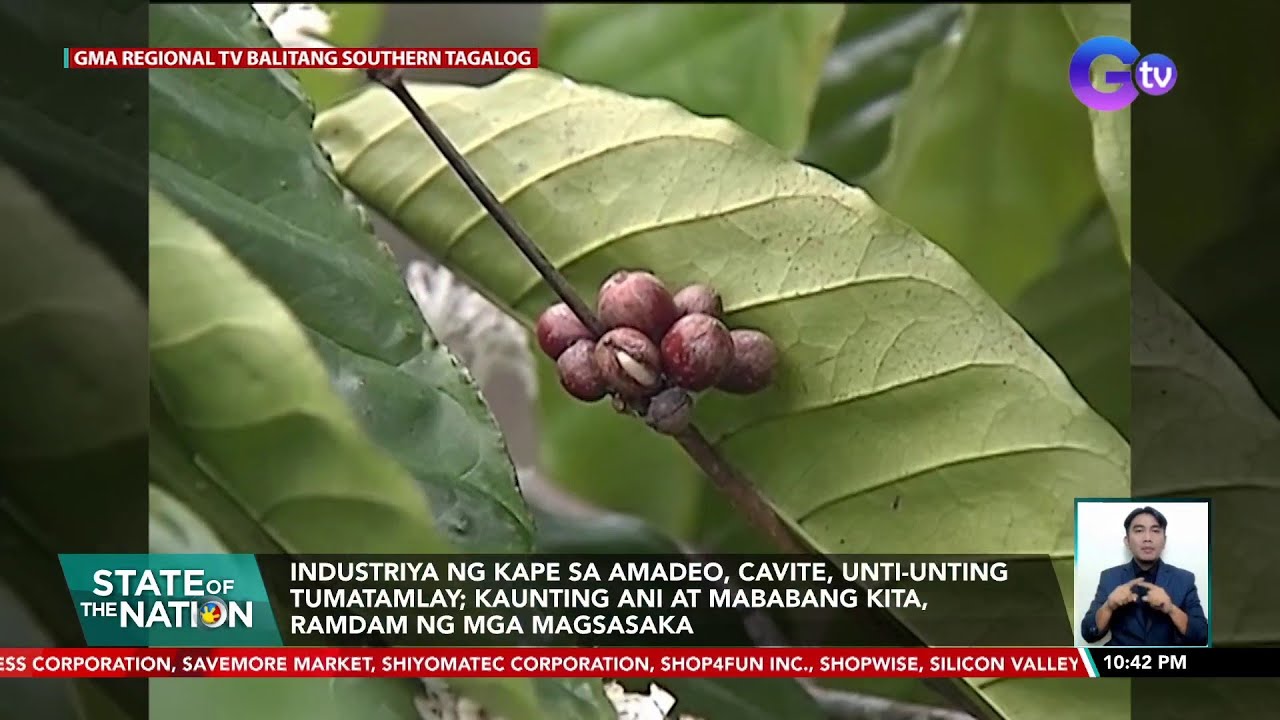 Industriya ng kape sa Amadeo, Cavite, unti-unting tumatamlay | SONA ...