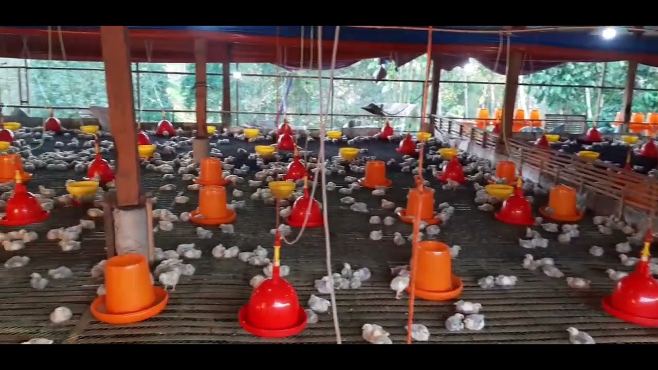 broiler chicken 1 week old | 60 thousand capacity | poultry raising ...