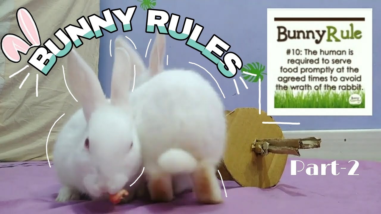 BUNNY RULES YOU NEED TO KNOW! (Part 2) - YouTube