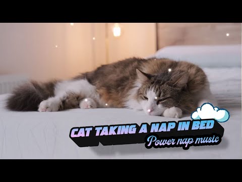 Cat Taking a nap in bed -AI Generated nap music for pets - 20min Music ...