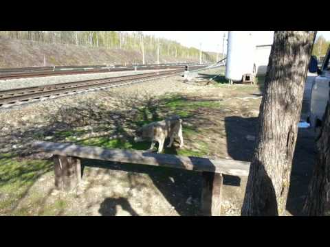 Куси его куси! )