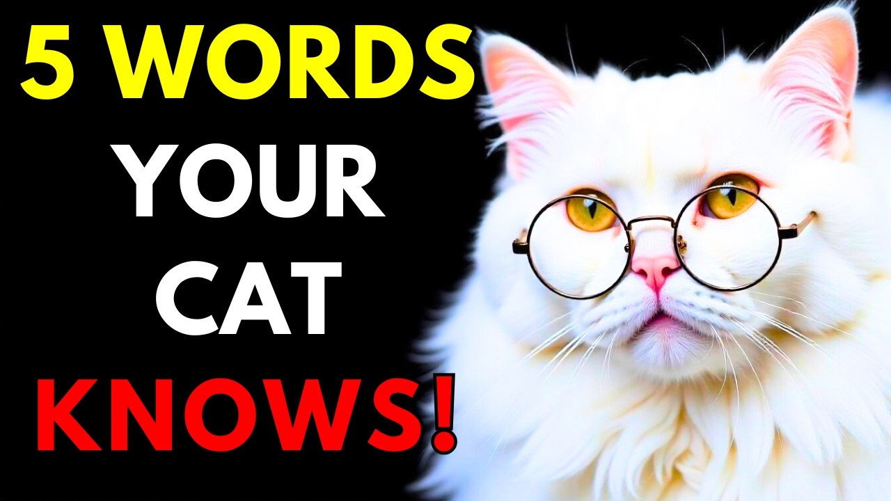 5 WORDS Your Cat Truly UNDERSTANDS (Backed by SCIENCE) - YouTube
