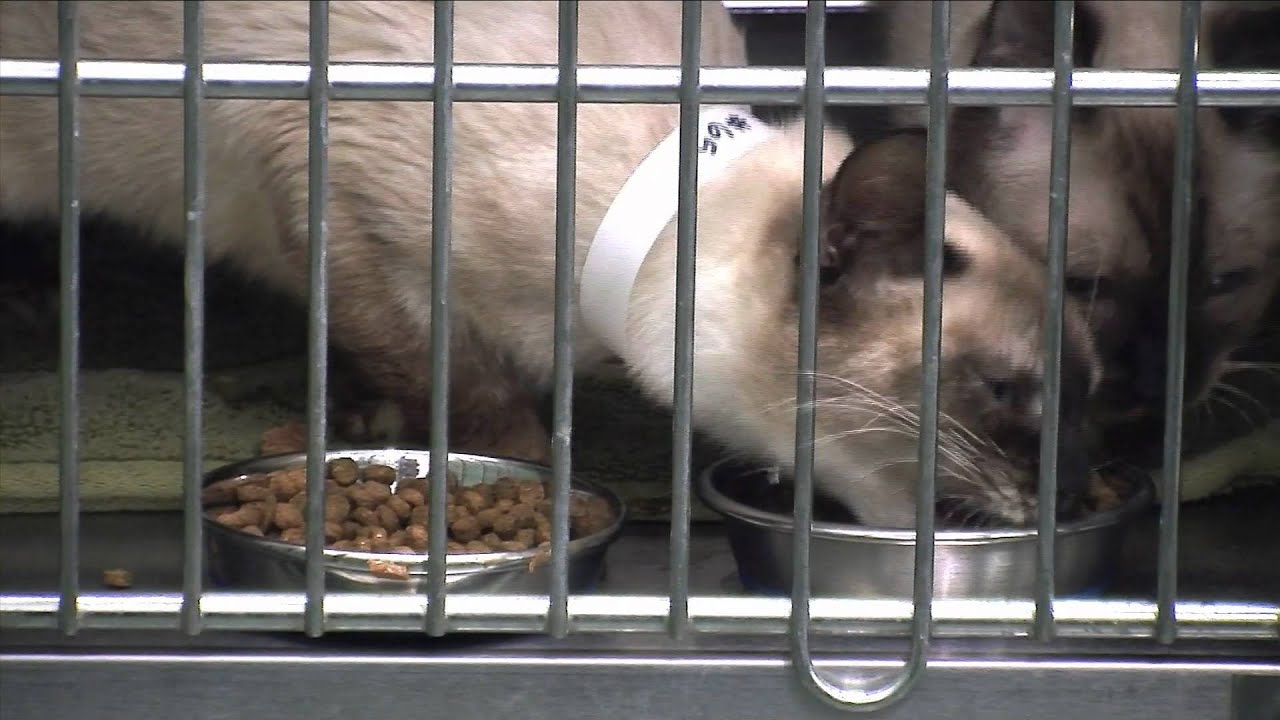 2012 PAWS Wild Night video - YouTube