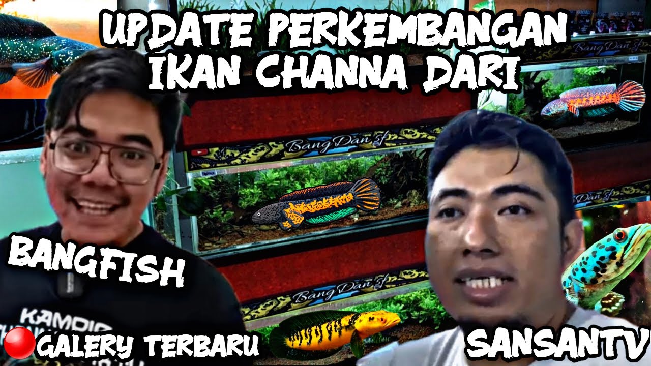 REVIEW CHANNA BANGFISH DAN OM SANSANTV SELAMA 1 TAHUN #bangfish # ...