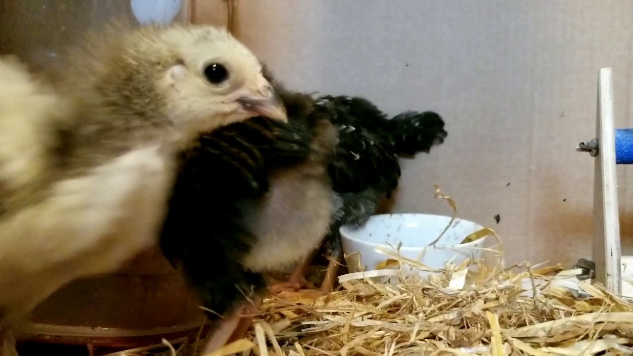 Chicks! 3 weeks old! - YouTube