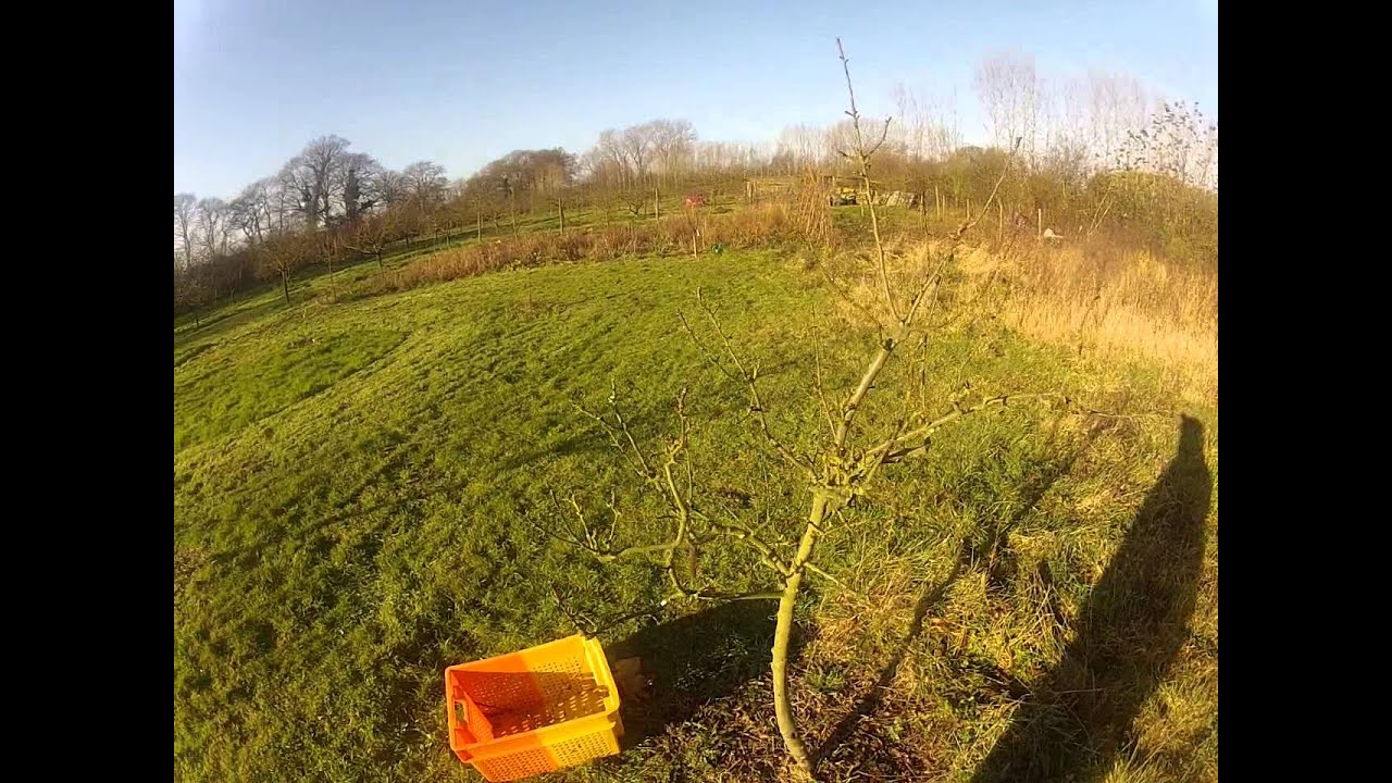 pruning video 2- spur thinning on a pyramid pear - YouTube