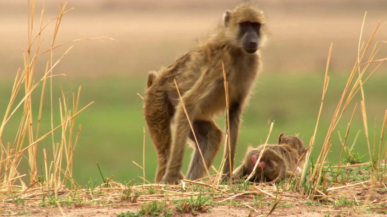 Video over South Luanga National Park in Zambia - YouTube