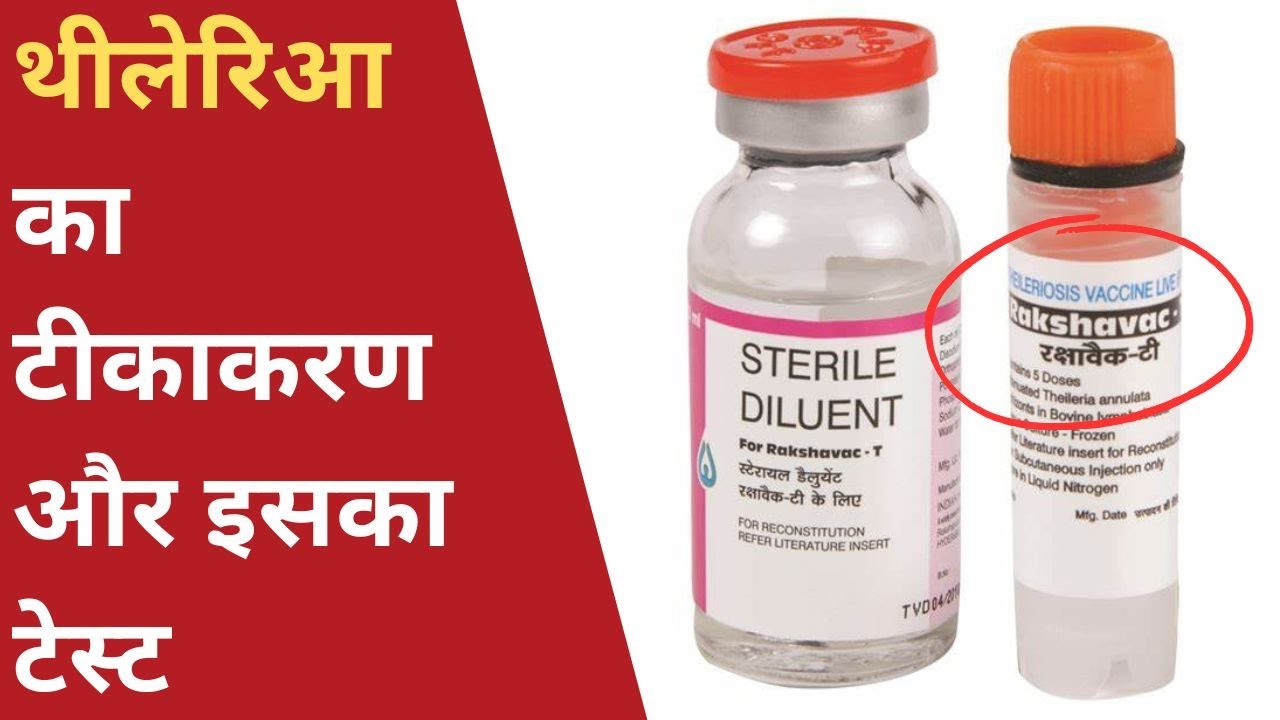 थीलेरिआ का टीकाकरण और इसका टेस्ट | Theileria Test and Vaccination - YouTube