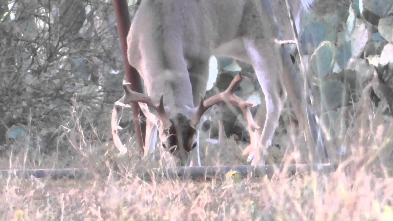 Lance Deer & Lumpy 2014 15 - YouTube