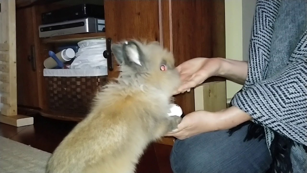 Rabbit Tricks Gizmo The Baby Lionhead Rabbit- "ring the bell" 1st day ...