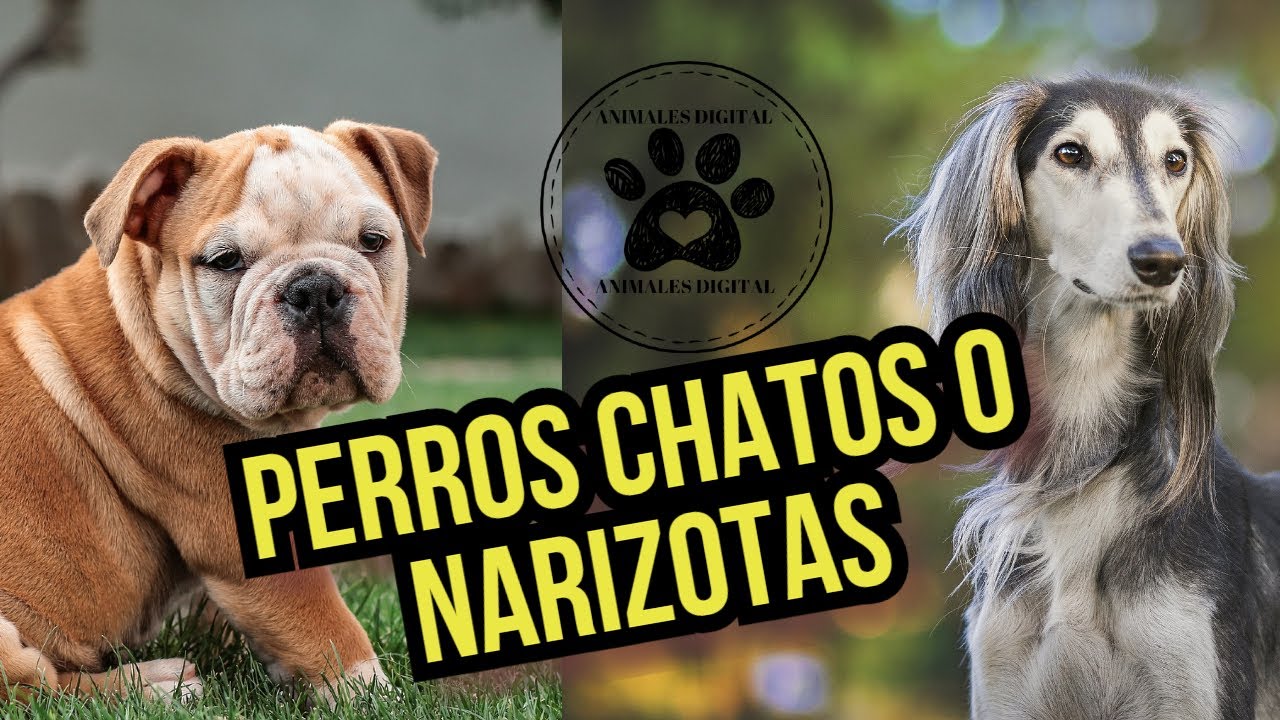 Perros Chatos o Narizotas, ¿Cuáles son mejores? - YouTube