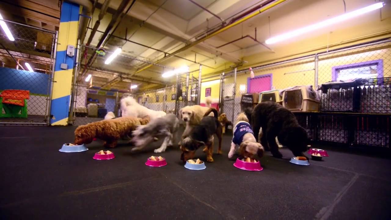 Dogs at The Good Dog Spot in Chicopee eat hot dogs for Red Sox home ...