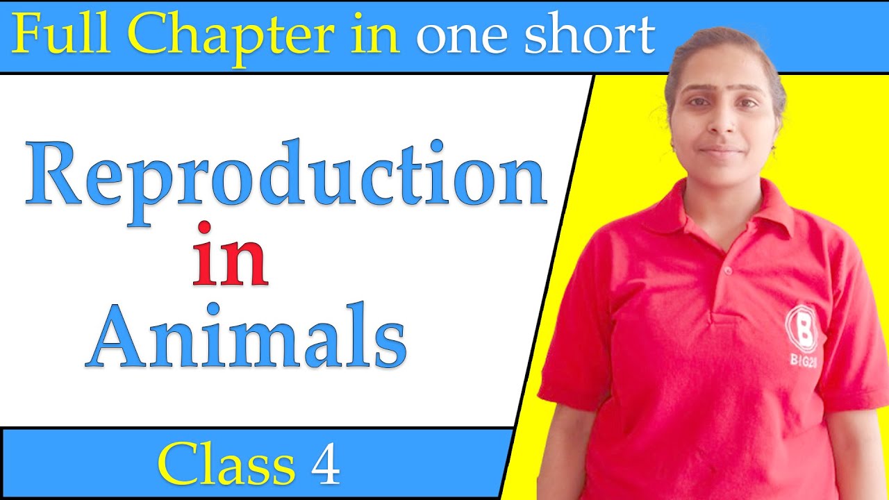 Reproduction in Animals Part 2 | Class 4 | | BIG20 | Full Chapter in 1 ...