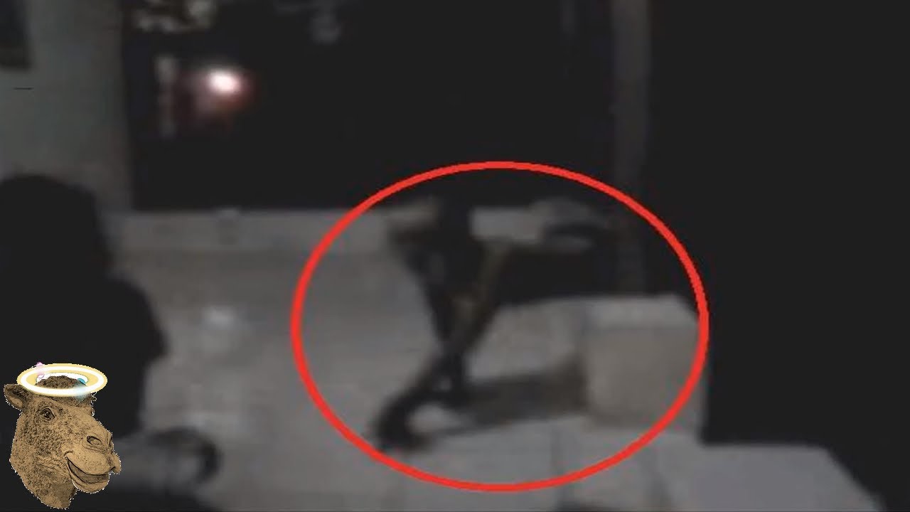 5 Criaturas Más Misteriosas Captadas En Cámara - YouTube