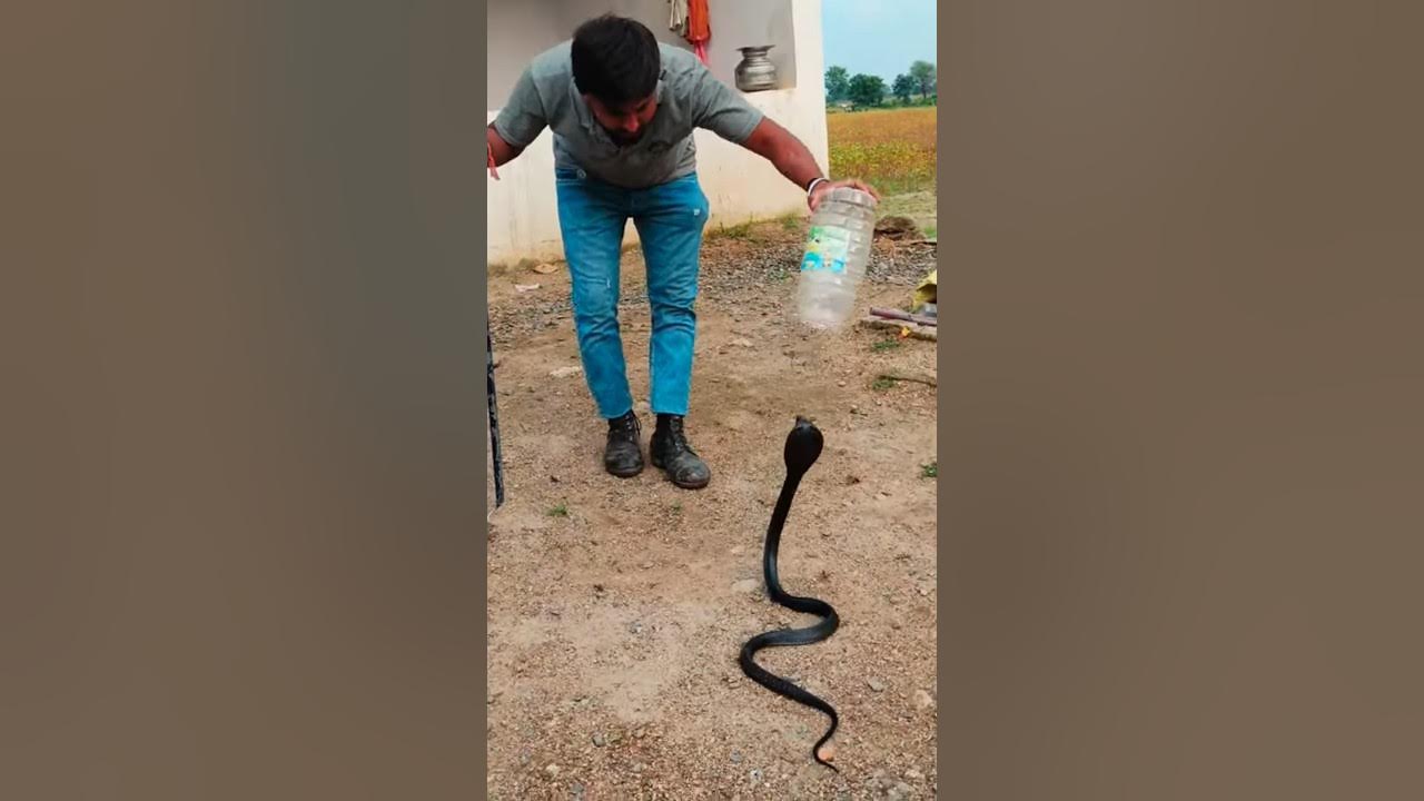 The easiest way to catch a snake. How to learn to catch a snake.#snake ...