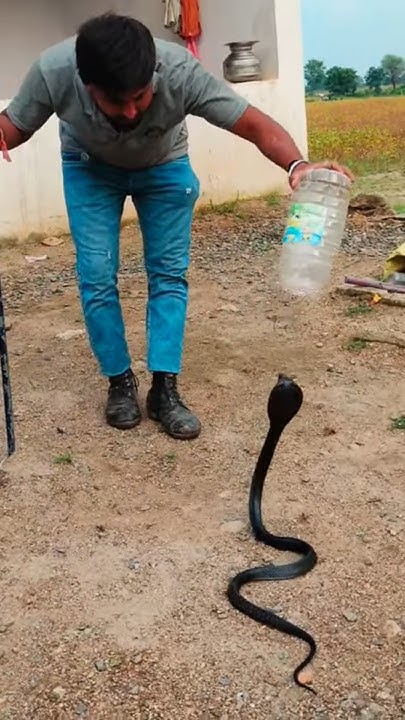The easiest way to catch a snake. How to learn to catch a snake.#snake ...